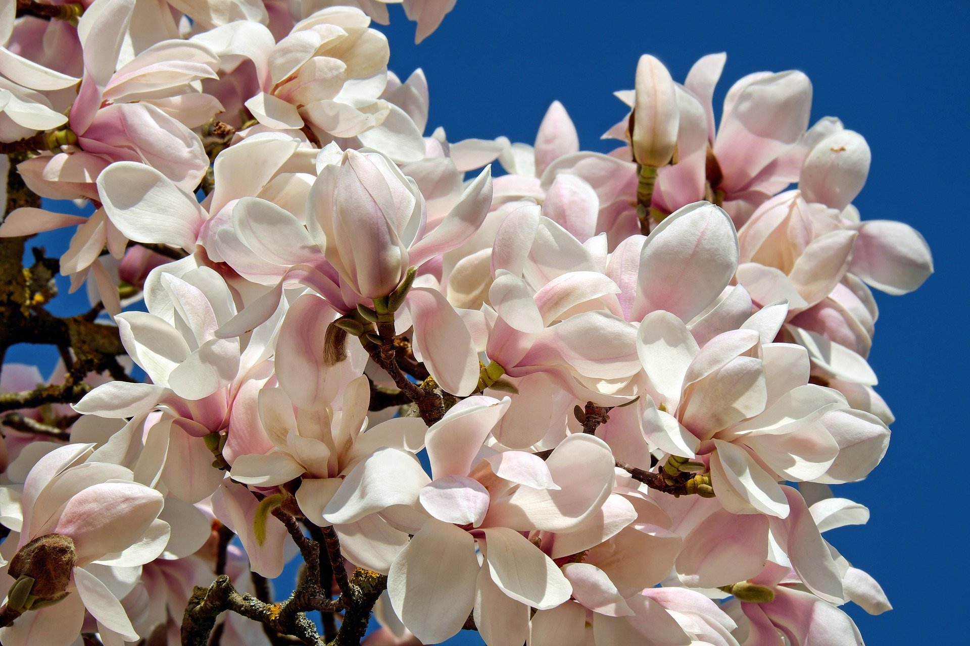 10 Best Trees To Plant In Your Georgia Landscape